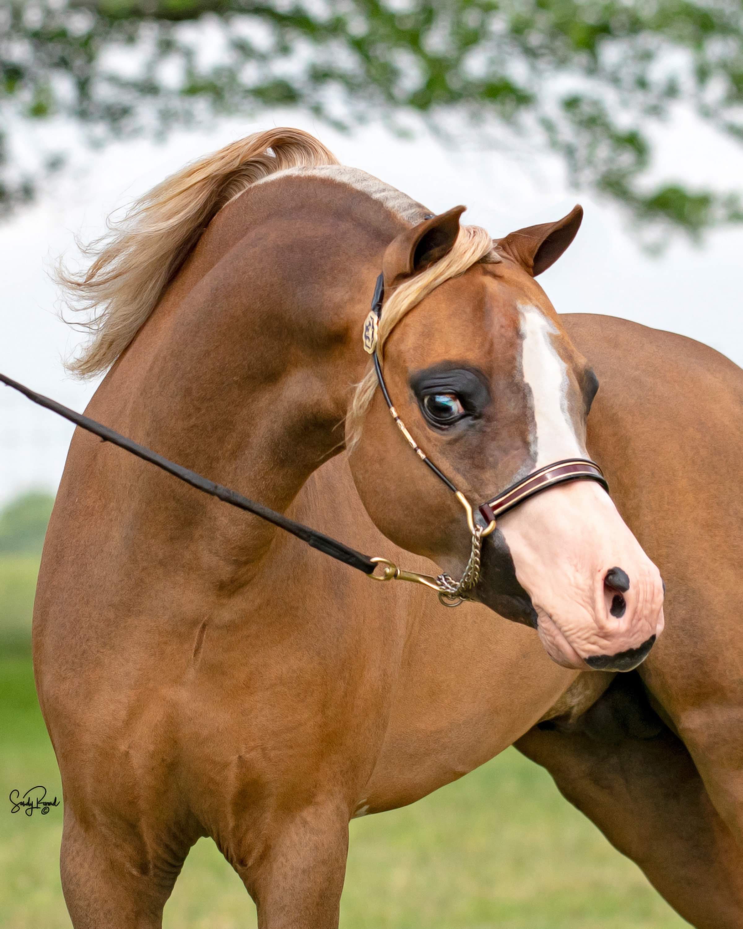 Circle D Miniature Horses